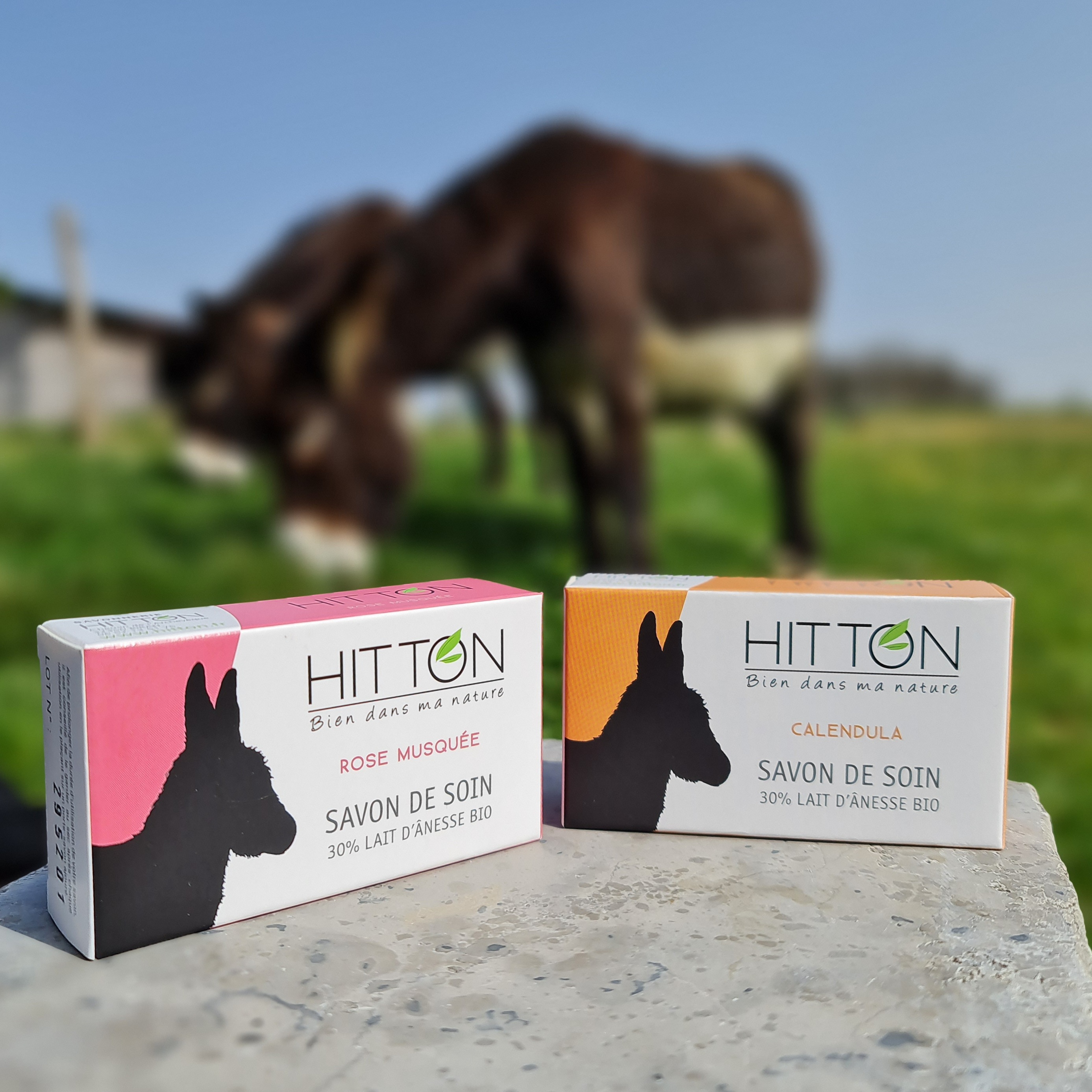 Le lait d'ânesse, l'or blanc, trésor pour la peau - Savonnerie Hitton
